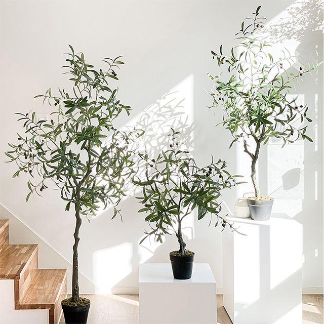 [1300k] 유러피언 올리브 나무 소형- 이랜드몰