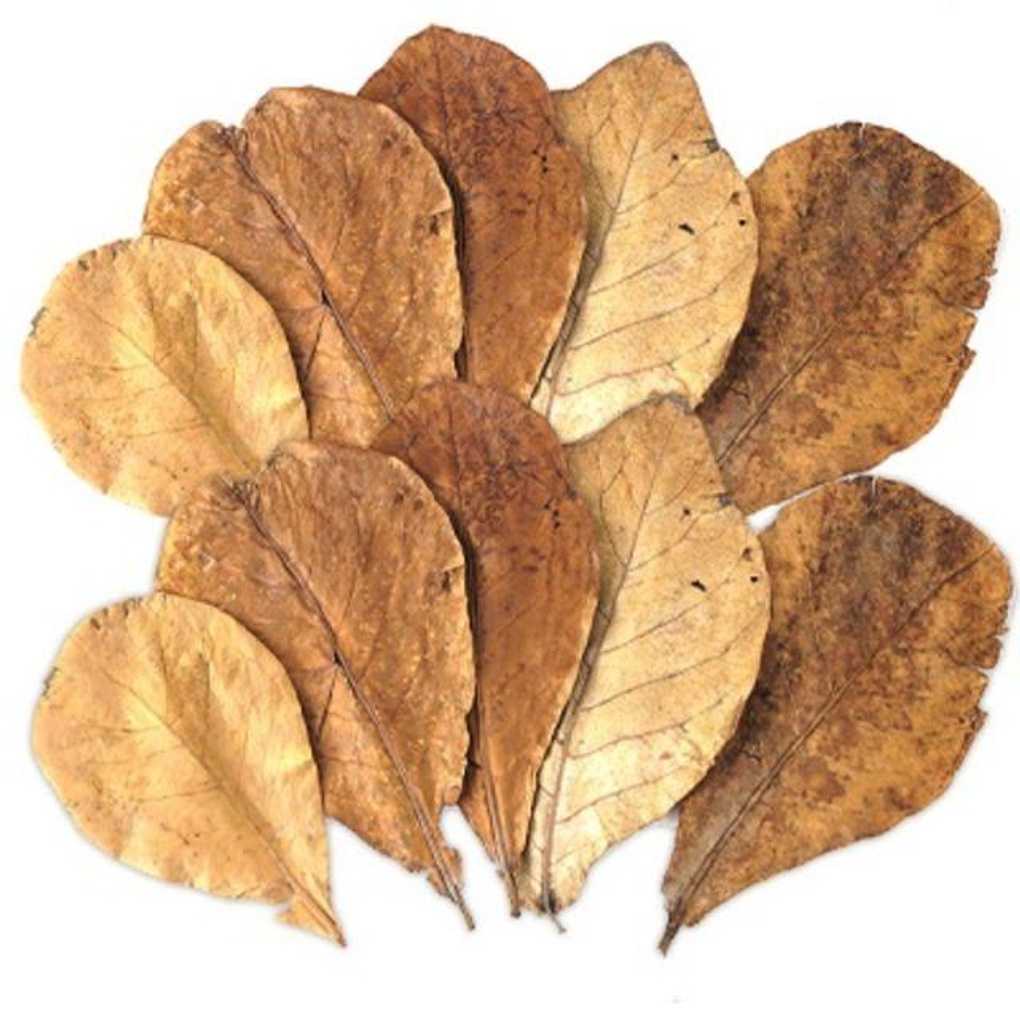 [1300k] 알몬드잎 10장 (랜덤)- 이랜드몰